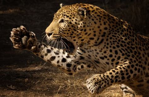 Image result for Angry Leopard