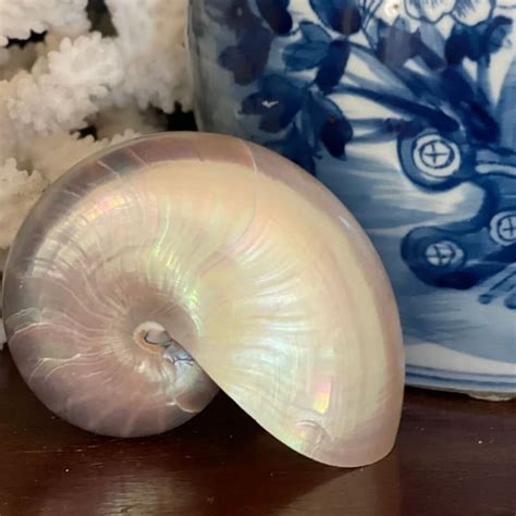Image result for Nautilus Shell Art