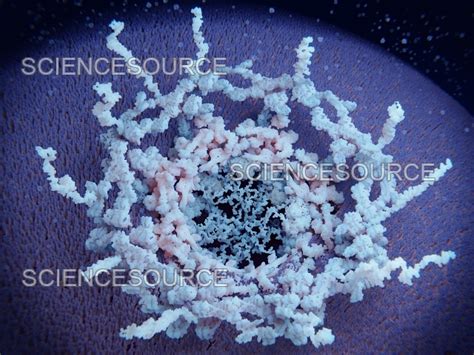 Image result for Computer Nuclear Pore Comple