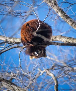 Image result for Red Panda Call