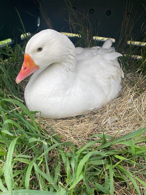 Image result for Geese Hatching