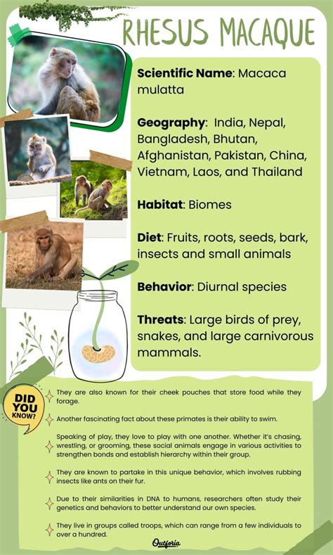 Image result for Macaque Behavior