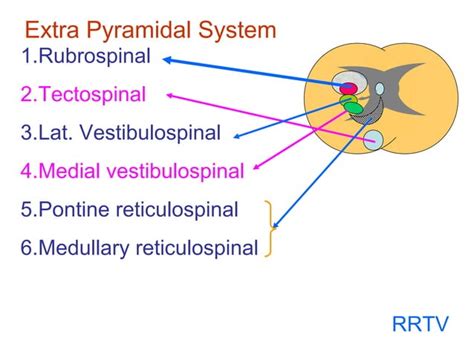 Image result for Extrapyramidal System Pathway