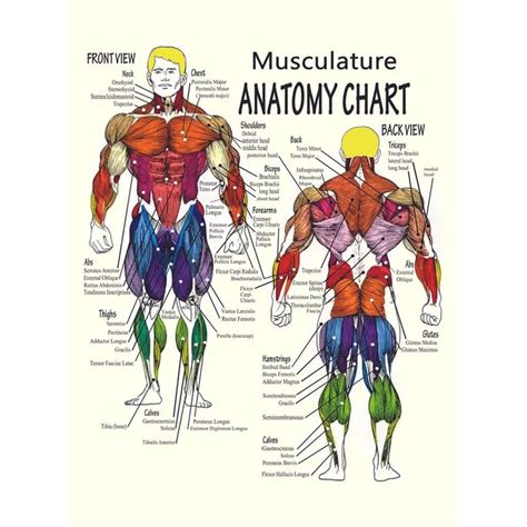 Image result for Body Building Muscle Chart