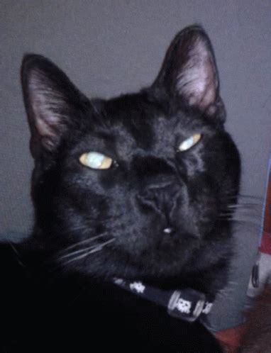 Image result for Alien Kitnap