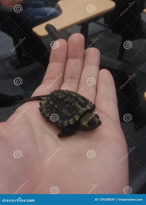 Image result for Cute Snapping Turtle