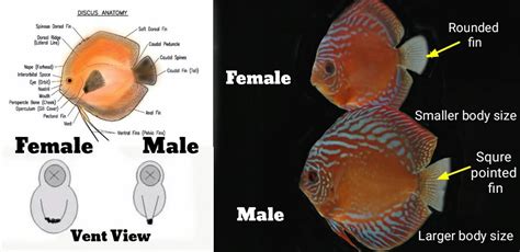 Image result for Discus Fish Anatomy