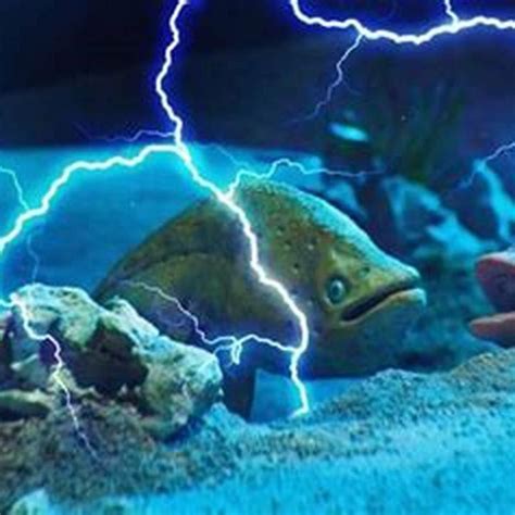 Image result for Electrical Fish