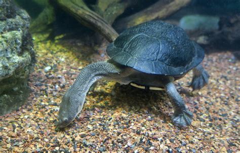 Image result for Long Neck Turtle