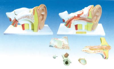 Image result for Ear Dissection