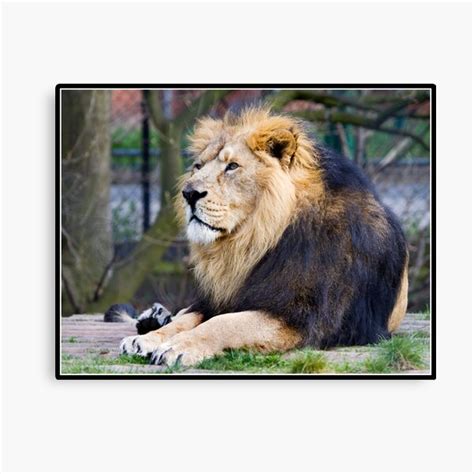 Image result for Chester Zoo Wolves