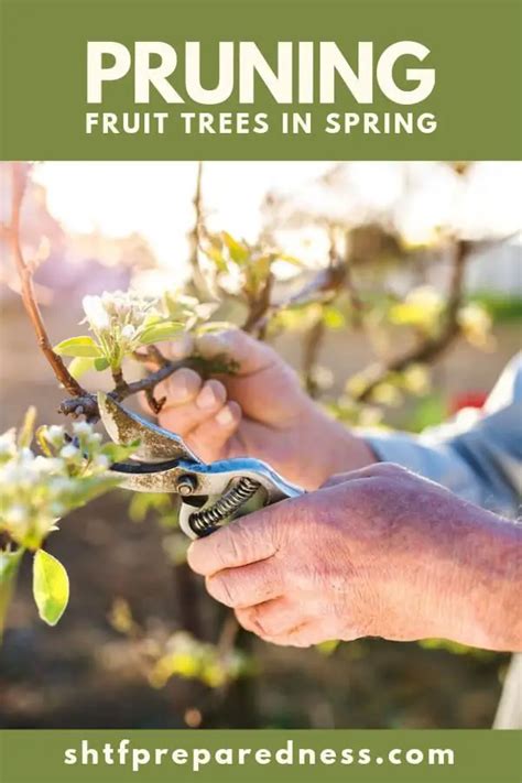 Image result for Pruning Fruit Trees Spring