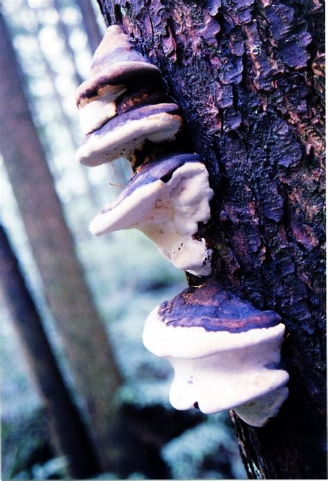 Image result for Tree Fungus Identifier