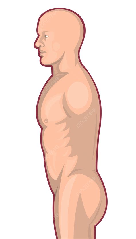 Human Anatomy Side View 84,100+ Human Anatomy Side View Stock Photos,