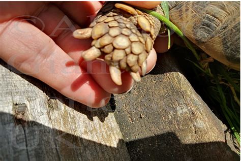 Image result for Tortoise Body Parts