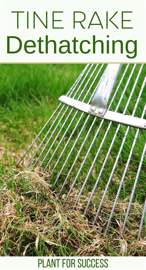 dethatching lawn using a metal tine rake. Lawn Care Diy, Diy Lawn, Yard ...