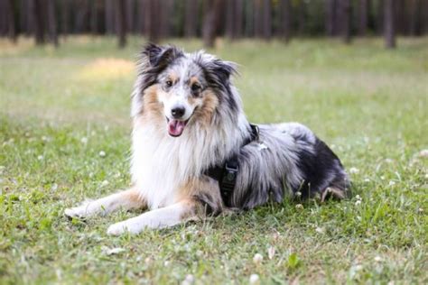 Image result for Sheltie Color Chart