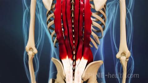 Image result for Mid-Back Muscle Spasm