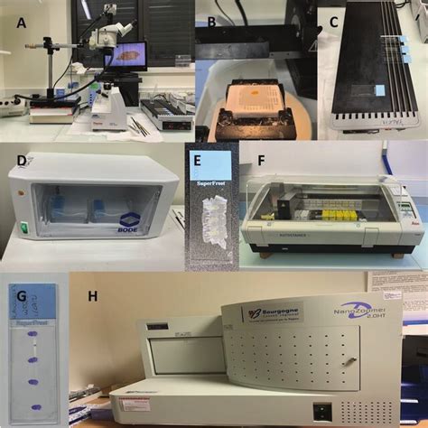 Image result for Mouse Brain Dissection