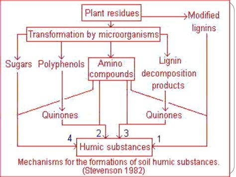 Image result for Humus Science