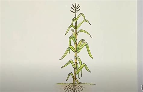 Image result for Drawing Corn Stalks