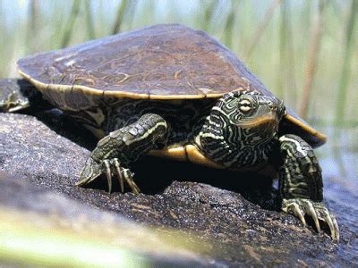 Image result for Northern Map Turtle Life Cycle