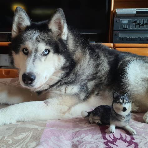 Image result for Felted Dogs