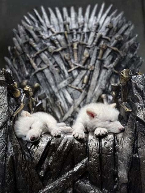 Image result for Extinct Wolves