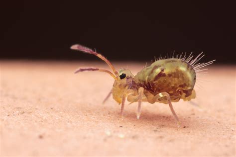 Image result for Springtail Size