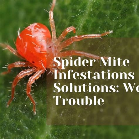 Image result for Spider Mite Control