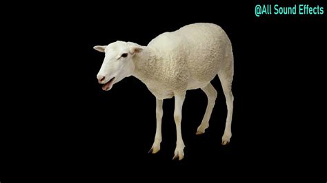 Image result for Sheep Sound Effect