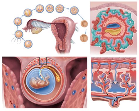 Image result for Invagination