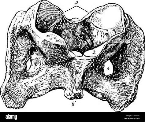 Image result for Sharp Slender Process