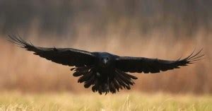 Image result for Ravens Behavior