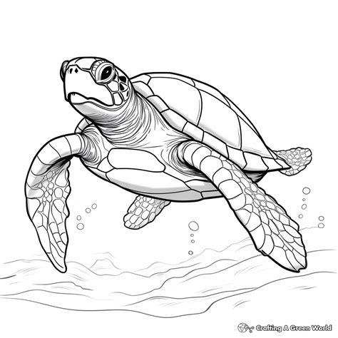 Image result for Turtle Coloring Pages