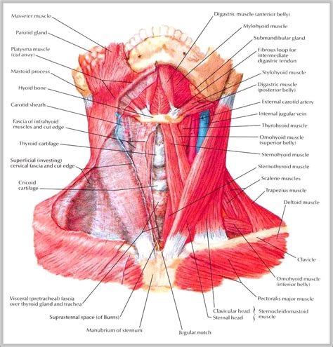 Image result for Human Body Neck Muscles
