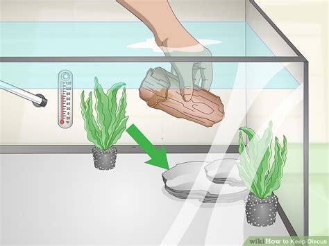 Image result for How to Keep Discus