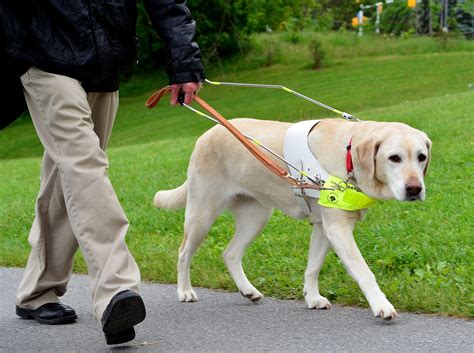 Image result for Training a Guide Dog