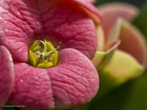 Image result for Using Macro Extension Tubes