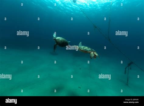 Sea turtle underwater mating hi-res stock photography and images - Alamy