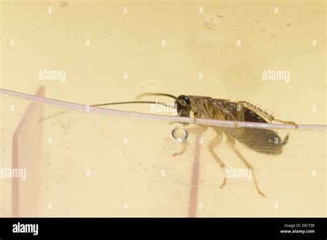 Image result for German Cockroach