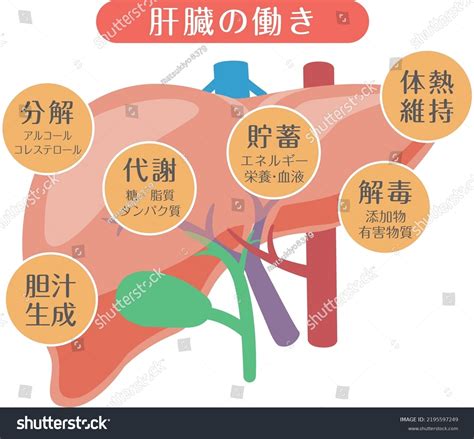 Image result for Human Liver Function