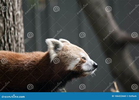 Image result for Red Panda Side View