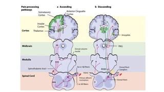 Image result for Spinothalamic Pathway Content