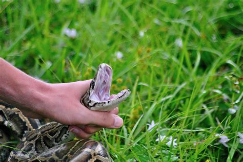 Image result for Burmese Python Google