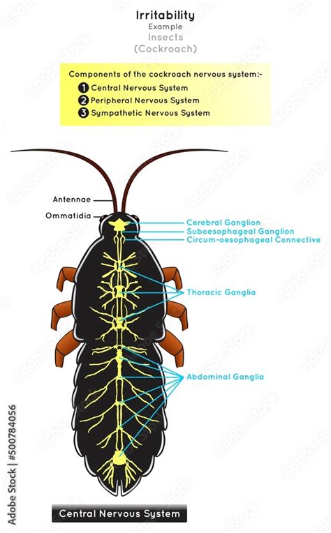 Image result for Cockroach Nervous System