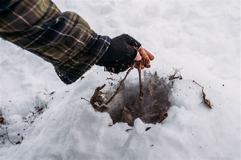 Image result for Snow Volcano