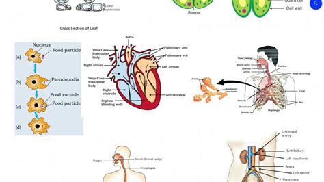 Image result for Class 10 Science Chapter 5 Life Process