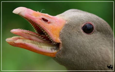 Image result for Geese Hatching