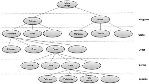 Image result for Linnaean Classification System Interactive Model